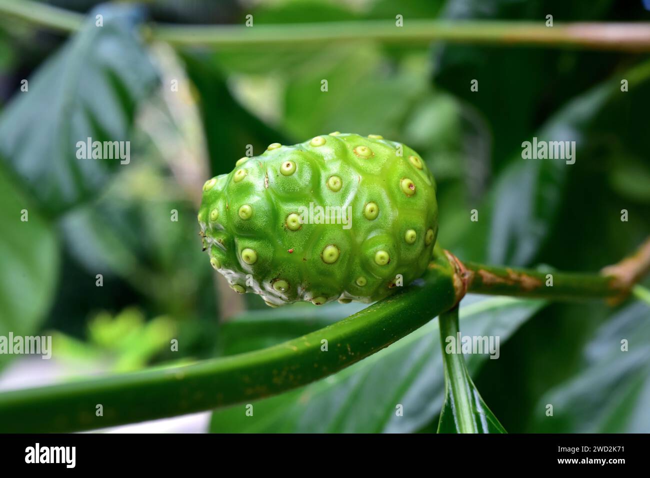 Noni (Morinda citrifolia) is a perennial tree native to souteastern ...