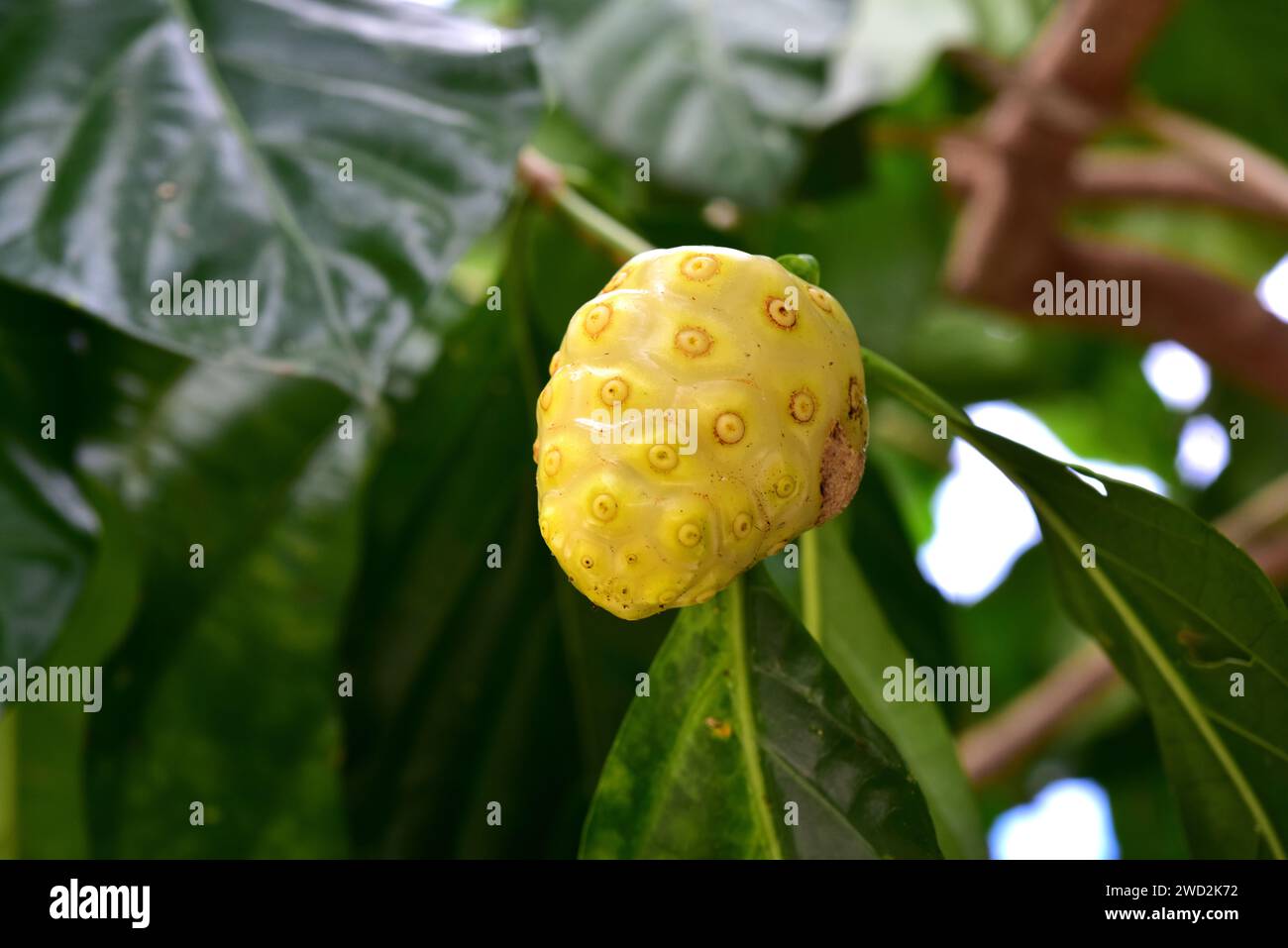 Noni (Morinda citrifolia) is a perennial tree native to souteastern ...