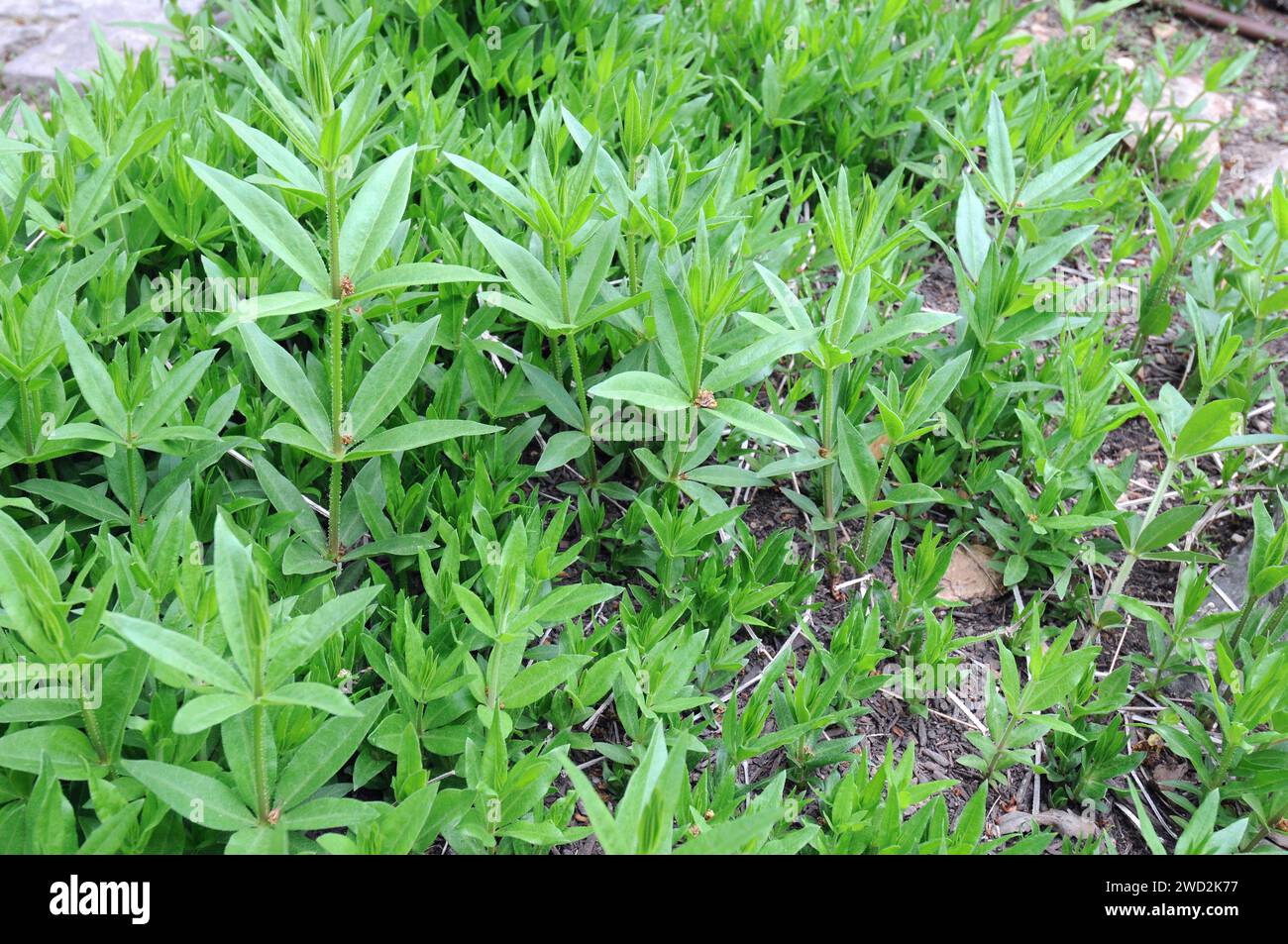 Rubia roja hi-res stock photography and images - Alamy