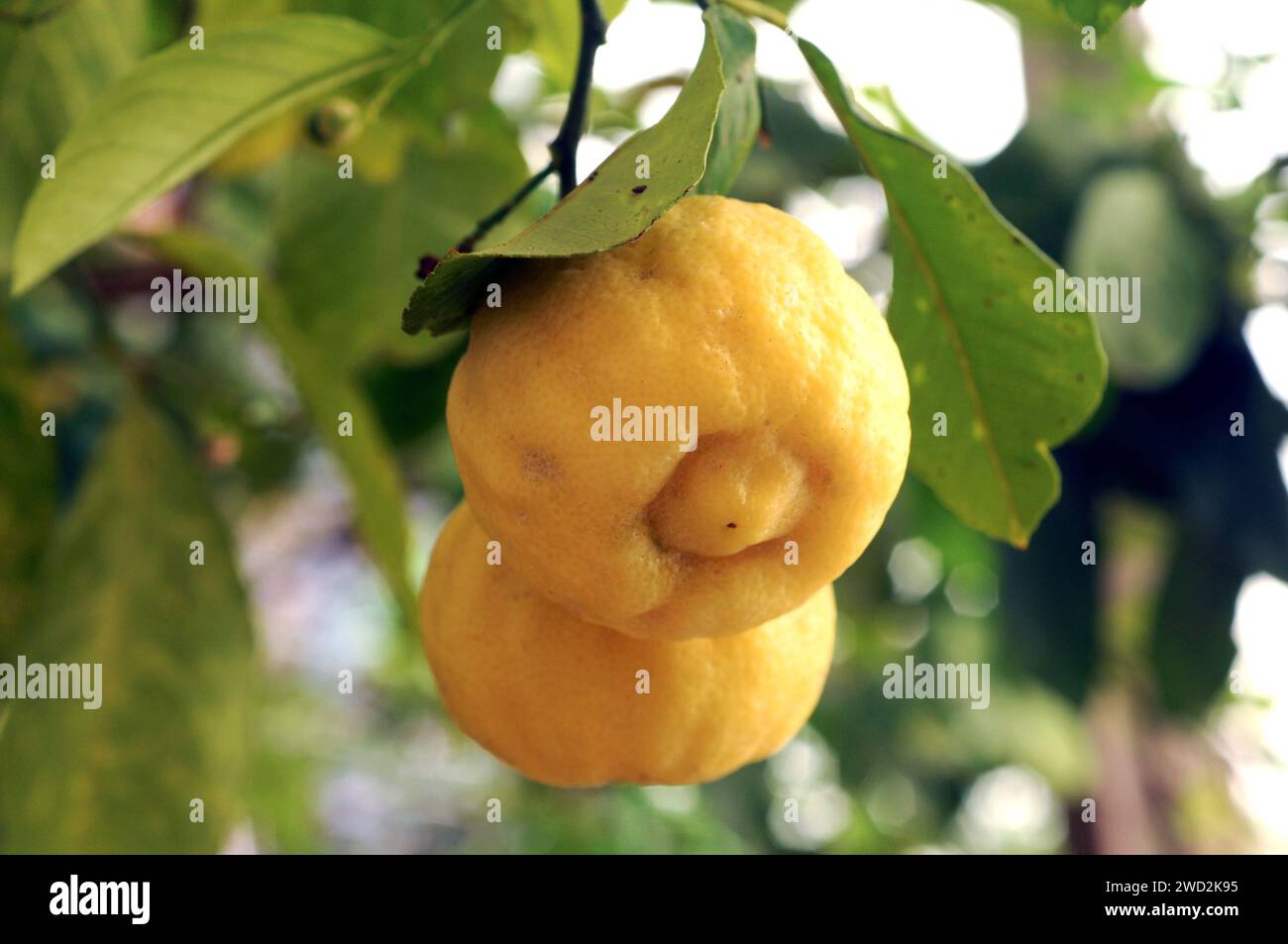 Citron (Citrus medica) is a small tree. The fruit bark rich in ...