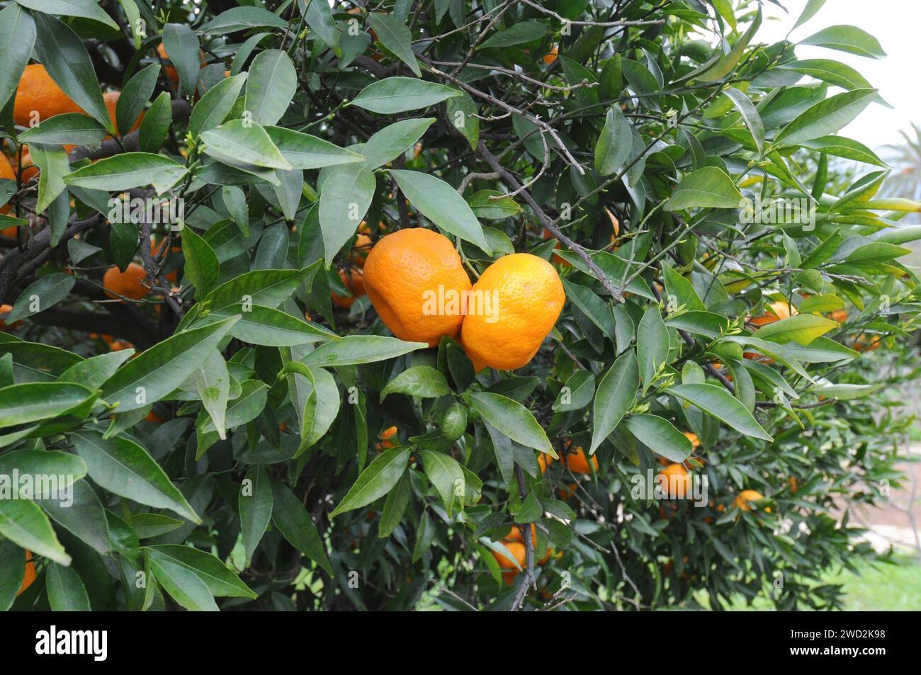 Mandarin orange (Citrus reticulata) is a small tree native to south ...