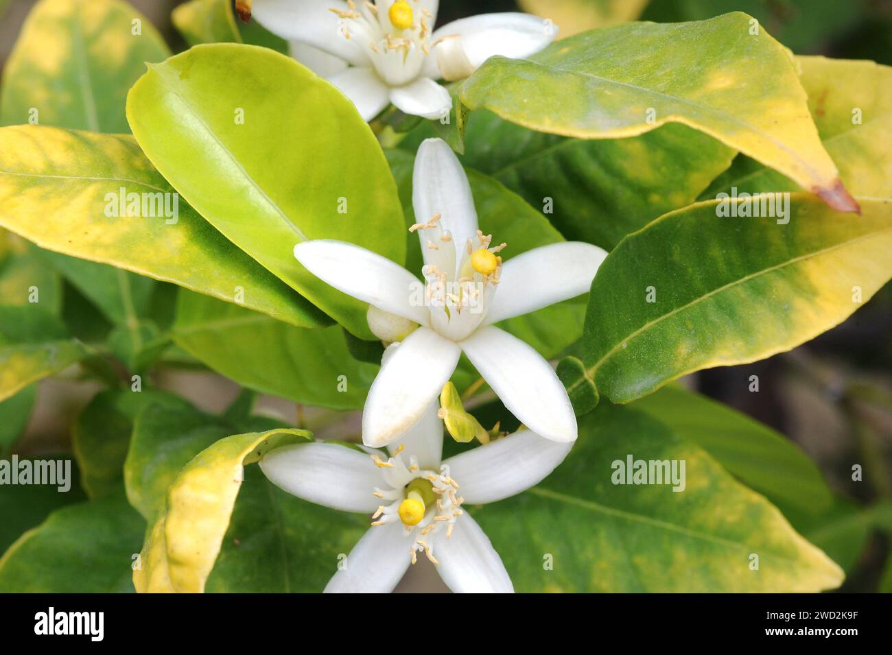 Bitter orange (Citrus x aurantium) is a hybrid between Citrus maxima ...