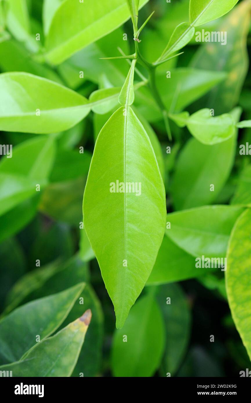 Fruits between leaves hi-res stock photography and images - Alamy