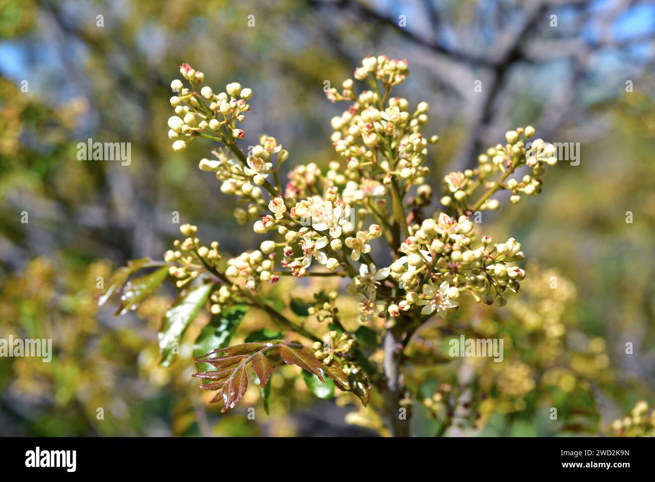 Horsewood or maggot killer (Clausena anisata) is a medicinal small tree ...