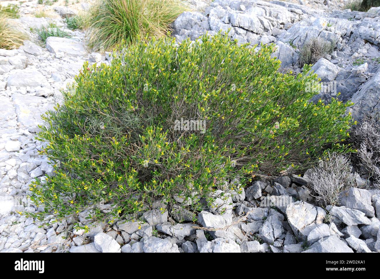 Spurge olive (Cneorum tricoccon or Cneorum tricoccum) is a shrub native ...
