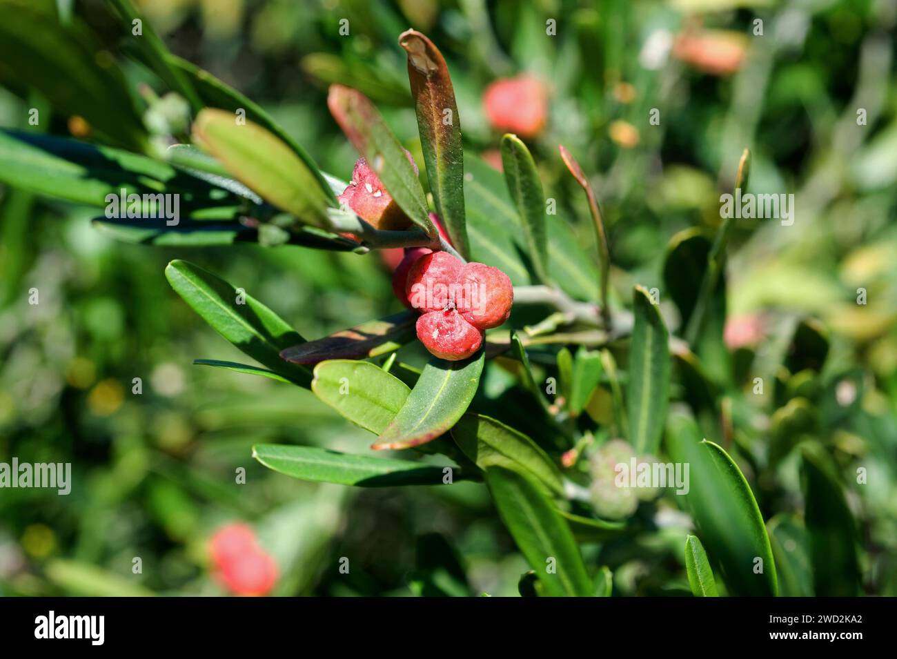 Spurge olive (Cneorum tricoccon or Cneorum tricoccum) is a shrub native ...