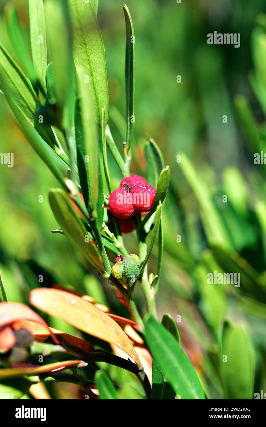 Spurge olive (Cneorum tricoccon or Cneorum tricoccum) is a shrub native ...