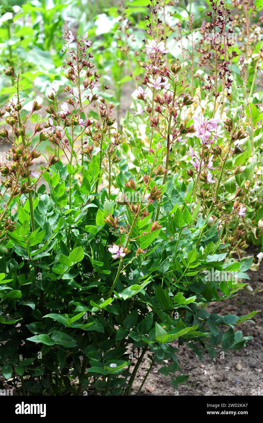 Burning bush (Dictamnus albus) is a perennial herb native to ...