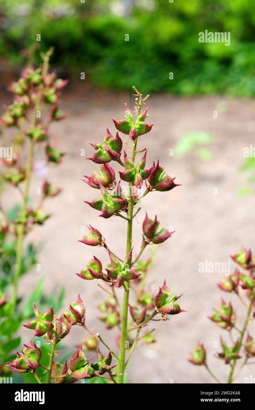 Burning bush (Dictamnus albus) is a perennial herb native to ...