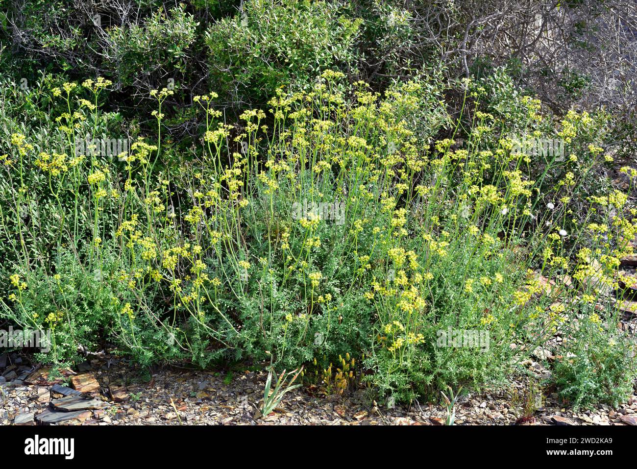 Fringed rue in bloom ruta chalepensis hi-res stock photography and ...