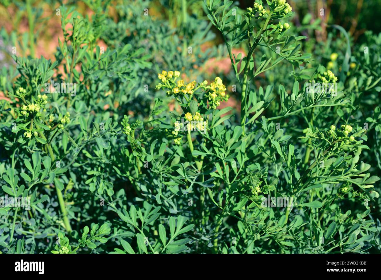 Common rue (Ruta graveolens) is a medicinal and toxic perennial herb ...