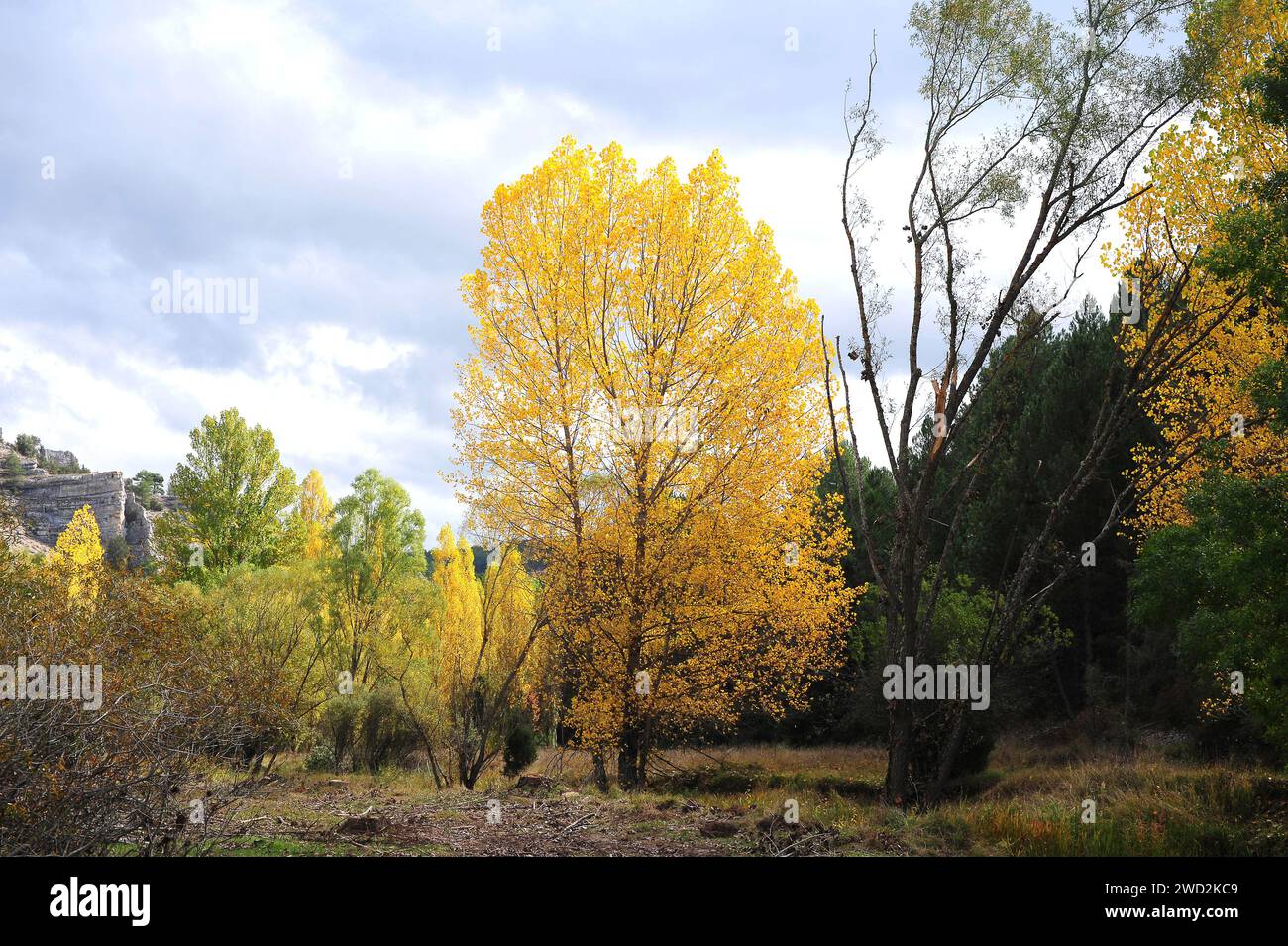 Black poplar (Populus nigra) is a deciduous tree native to central and ...