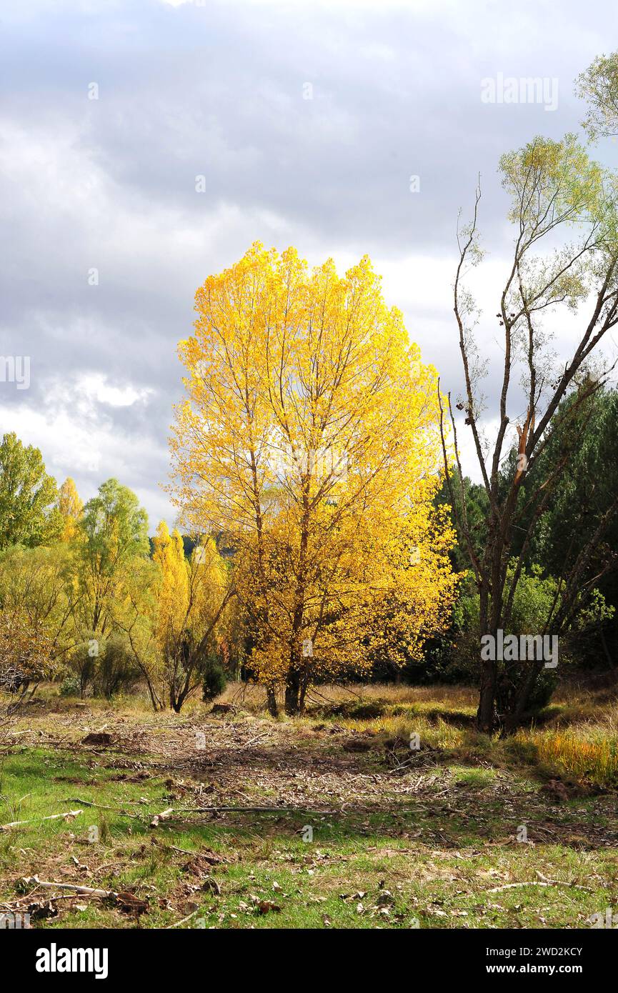 Black poplar (Populus nigra) is a deciduous tree native to central and ...