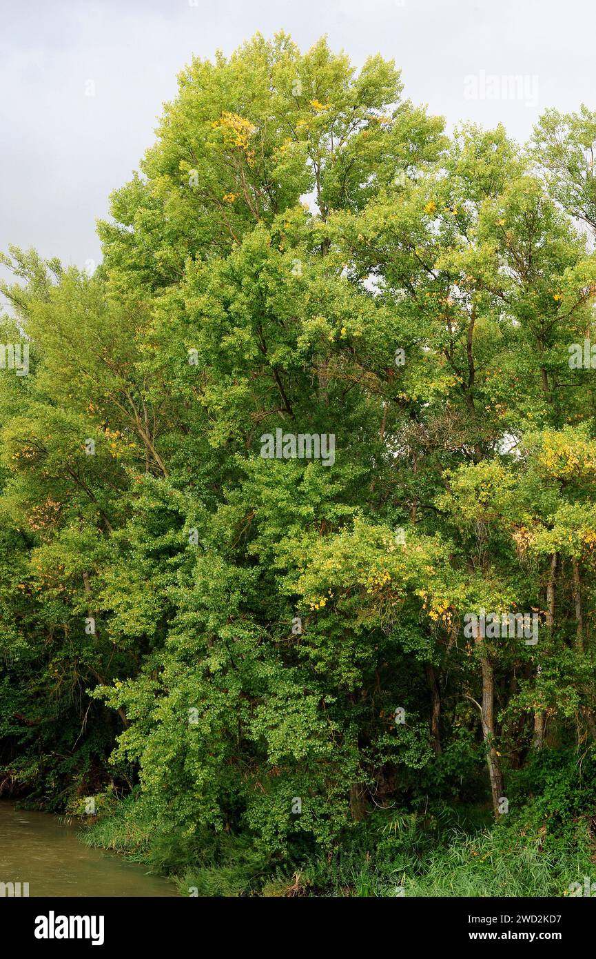 Black poplar (Populus nigra) is a deciduous tree native to central and ...