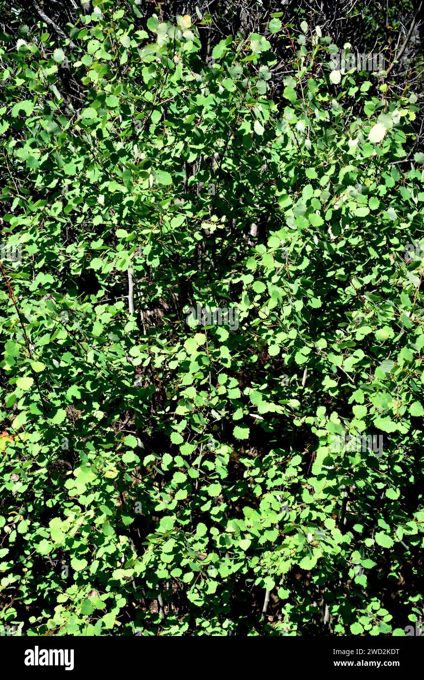 Populus tremula alamo temblon hi-res stock photography and images - Alamy