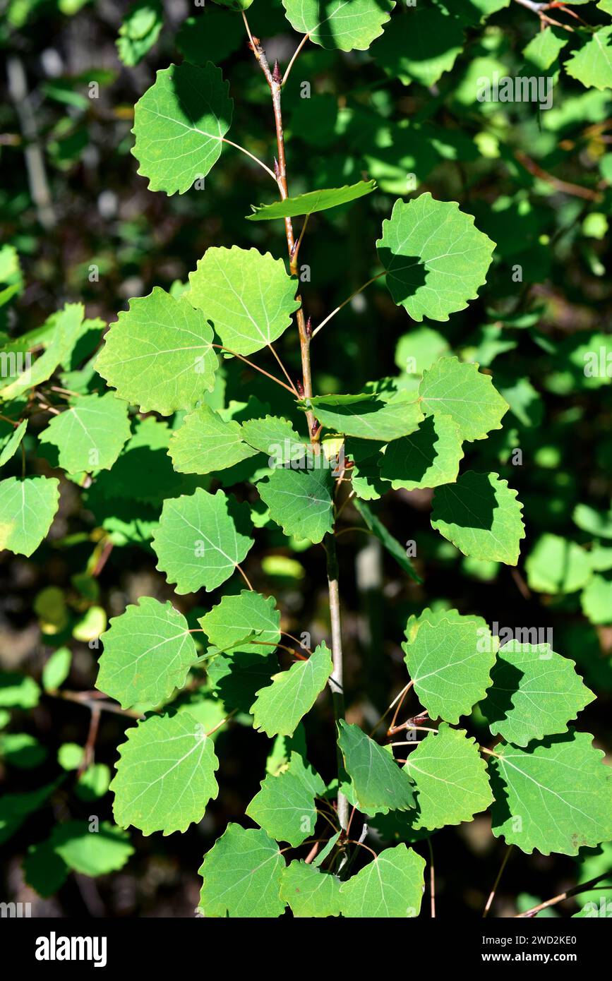 Aspen (Populus tremula) is a deciduous tree native to Eurasia. Leaves detail. This photo was ...