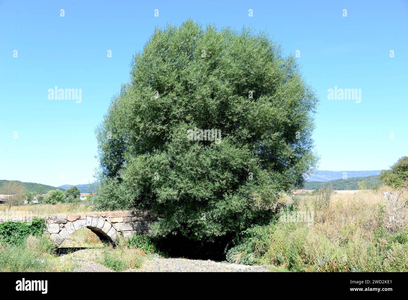 White willow (Salix alba) is a medicinal deciduous tree native to ...