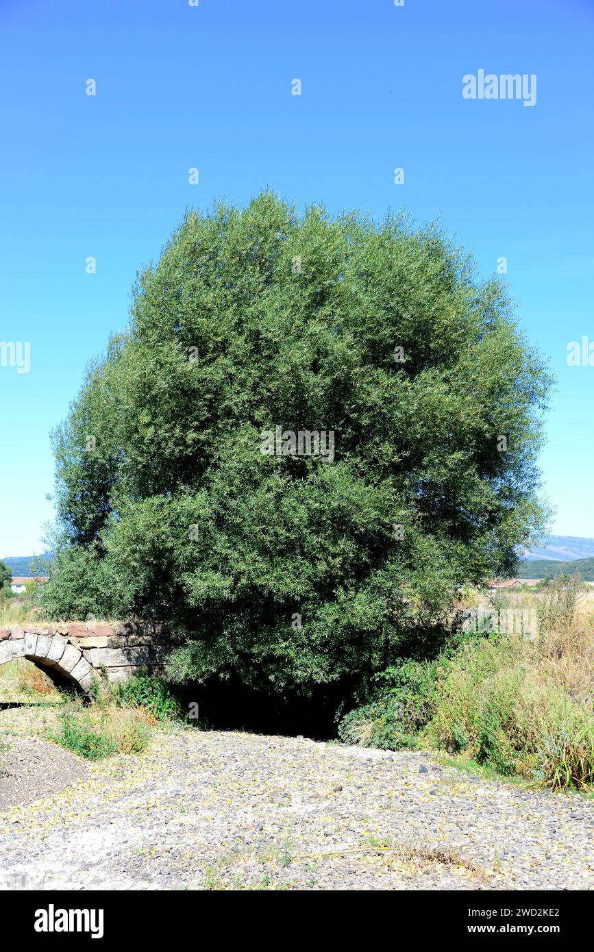 White willow (Salix alba) is a medicinal deciduous tree native to ...