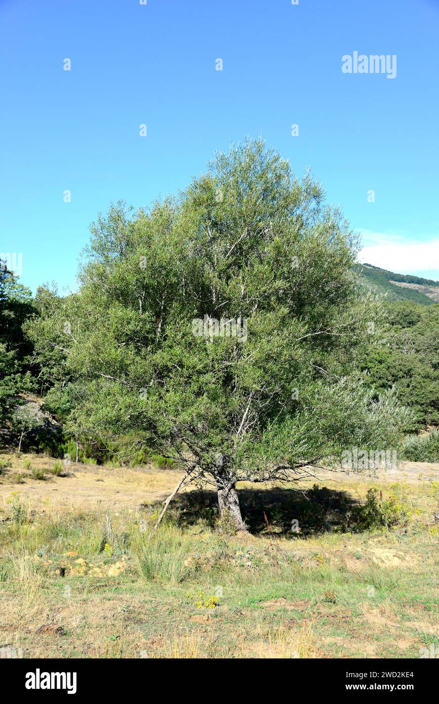 White willow (Salix alba) is a medicinal deciduous tree native to ...