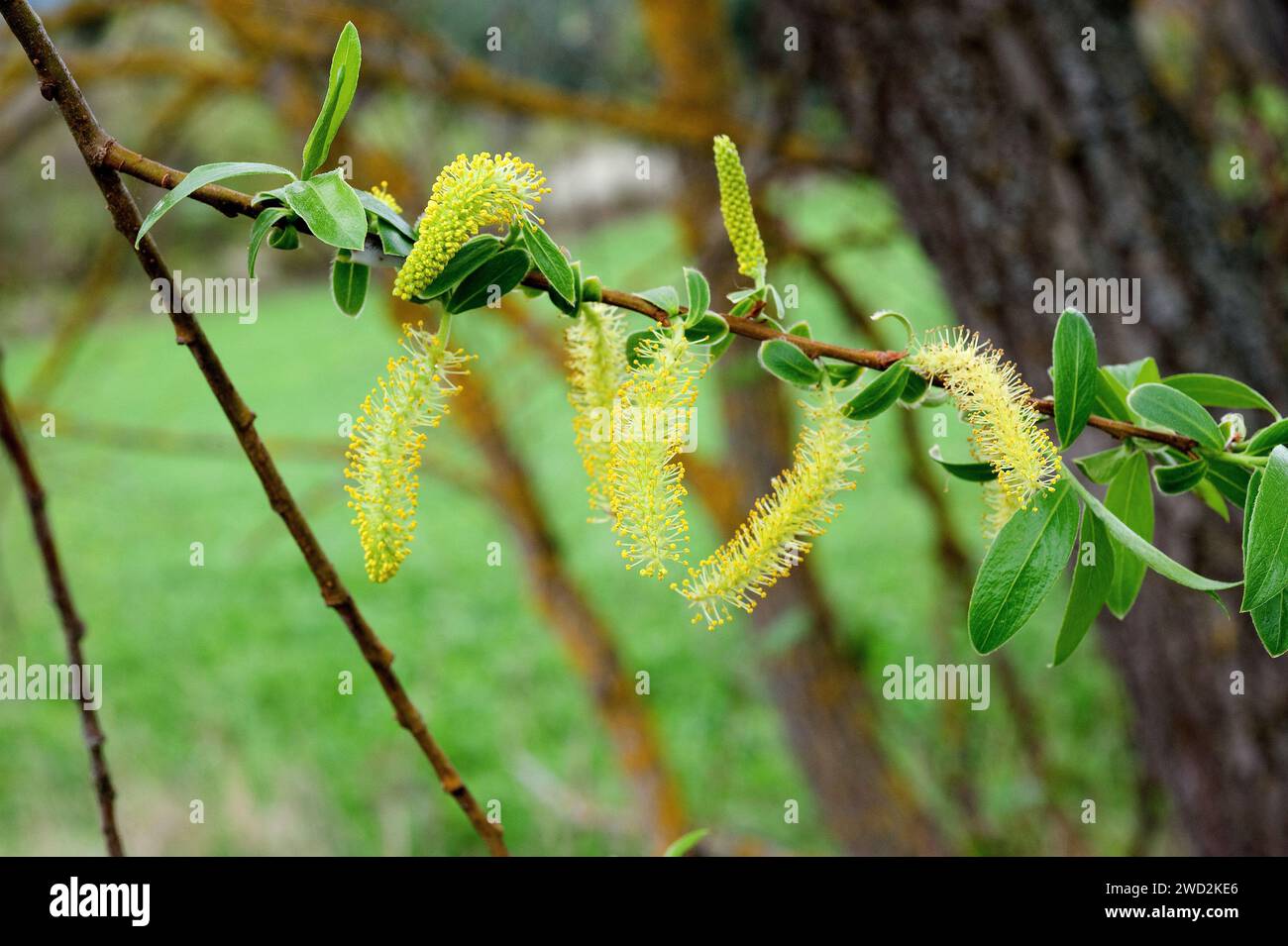 White willow (Salix alba) is a medicinal deciduous tree native to ...