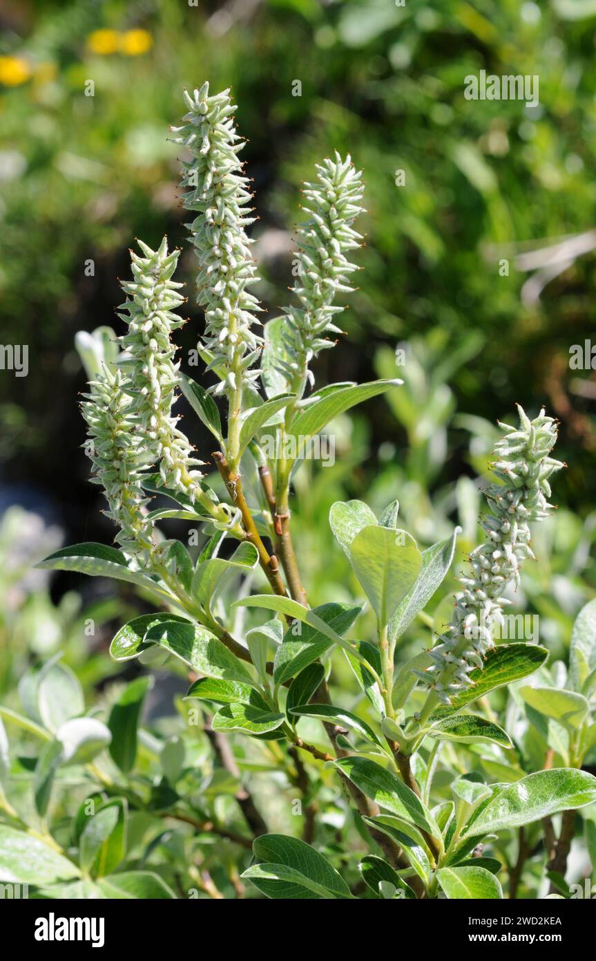 Goat willow (Salix caprea) is a deciduous shrub or small tree native to ...