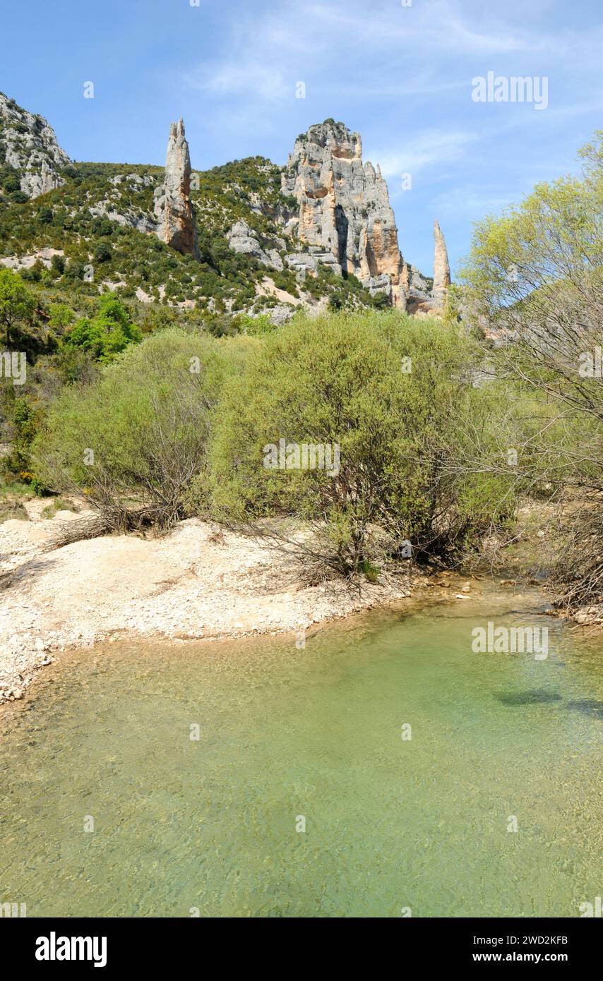 Bitter willow (Salix elaeagnus angustifolia or Salix eleagnus ...