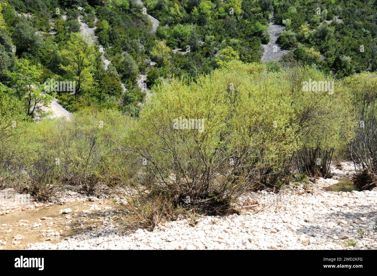 Bitter willow (Salix elaeagnus angustifolia or Salix eleagnus ...
