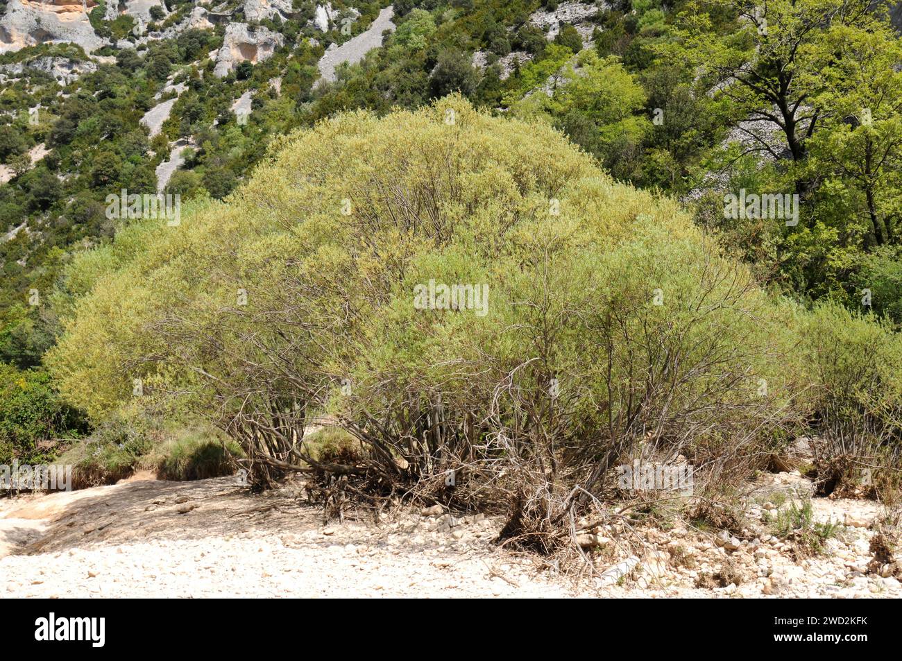 Bitter willow (Salix elaeagnus angustifolia or Salix eleagnus ...
