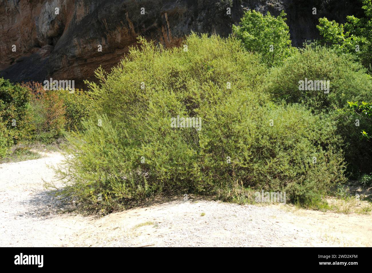 Rosemary willow hi-res stock photography and images - Alamy