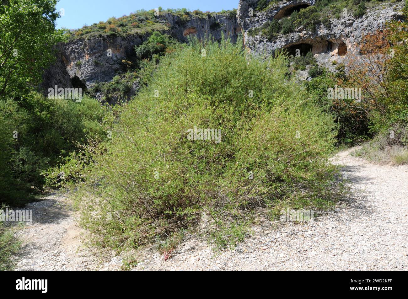 Rosemary willow hi-res stock photography and images - Alamy