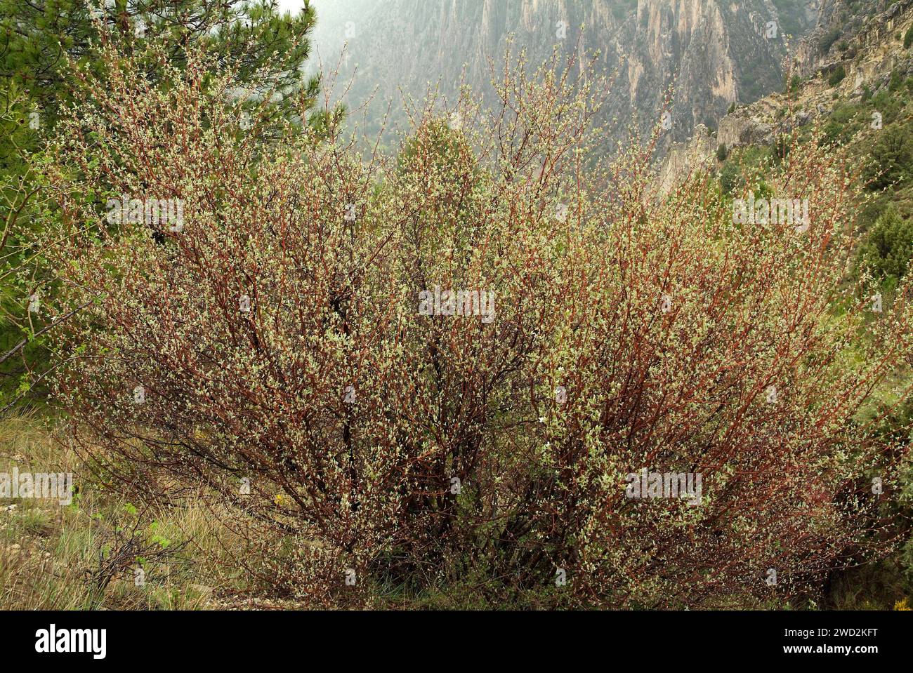 Salix purpurea hi-res stock photography and images - Alamy
