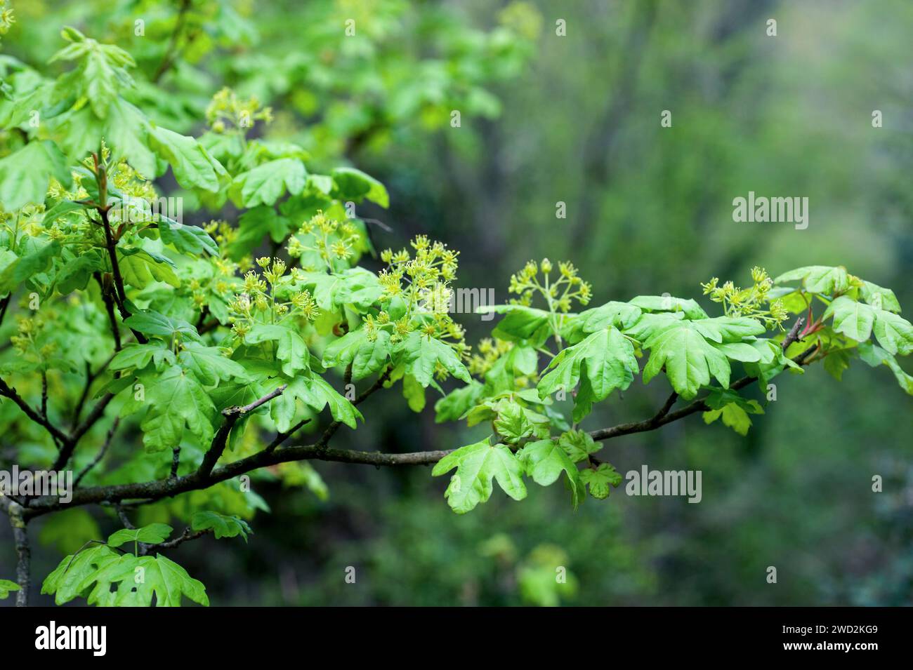 Field maple (Acer campestre) is a deciduous tree native to central and ...
