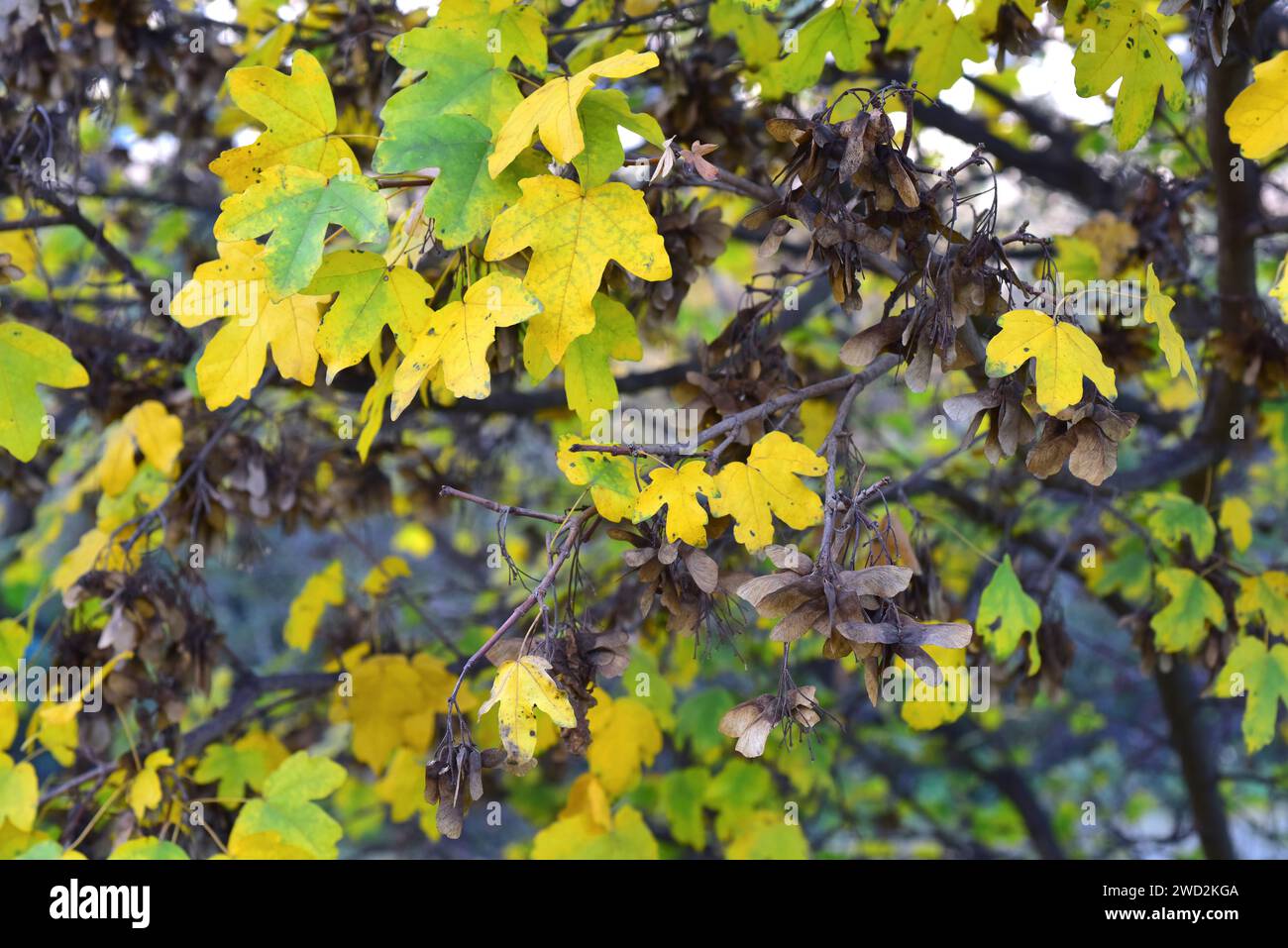 Field maple (Acer campestre) is a deciduous tree native to central and ...