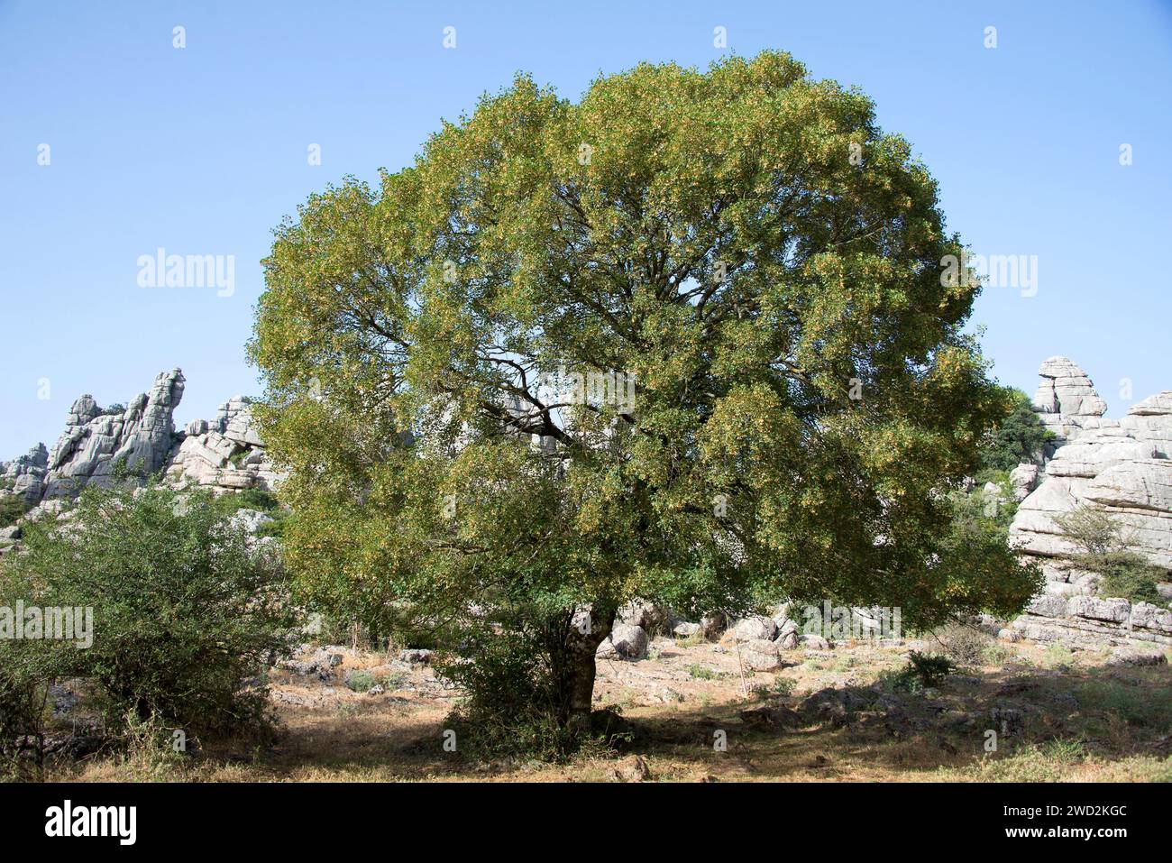 Montpellier maple (Acer monspessulanum) is a deciduous tree native to ...