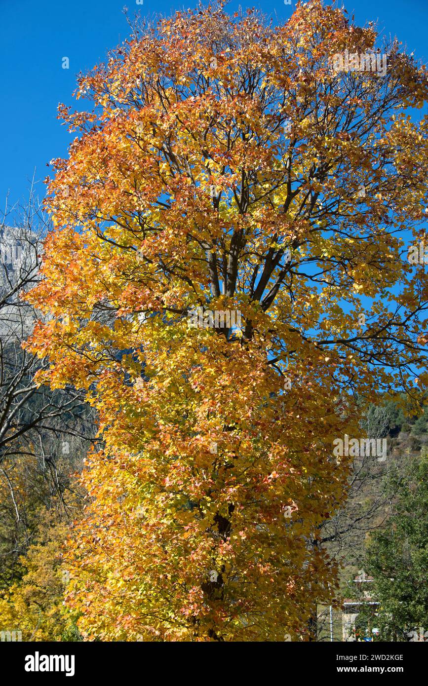 Montpellier maple (Acer monspessulanum) is a deciduous tree native to ...