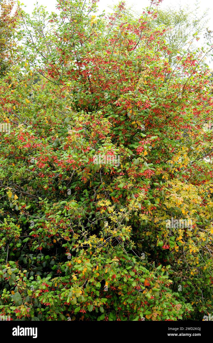Syrian maple hi-res stock photography and images - Alamy