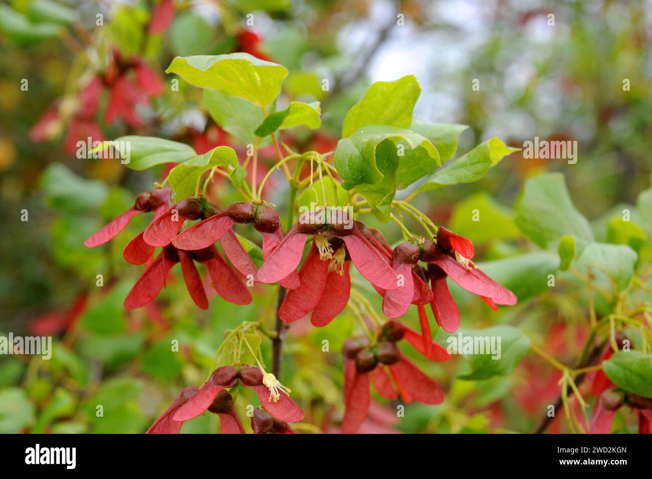 Samara fruits hi-res stock photography and images - Alamy