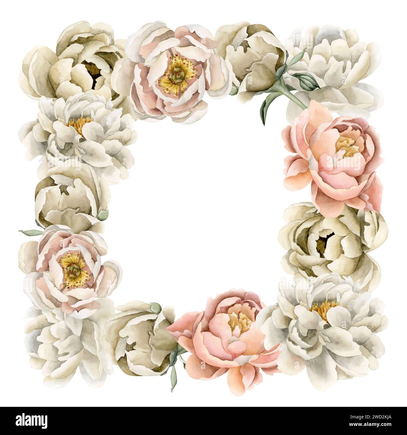 Square frame of white beige peach fuzz peony flowers. Floral watercolor ...