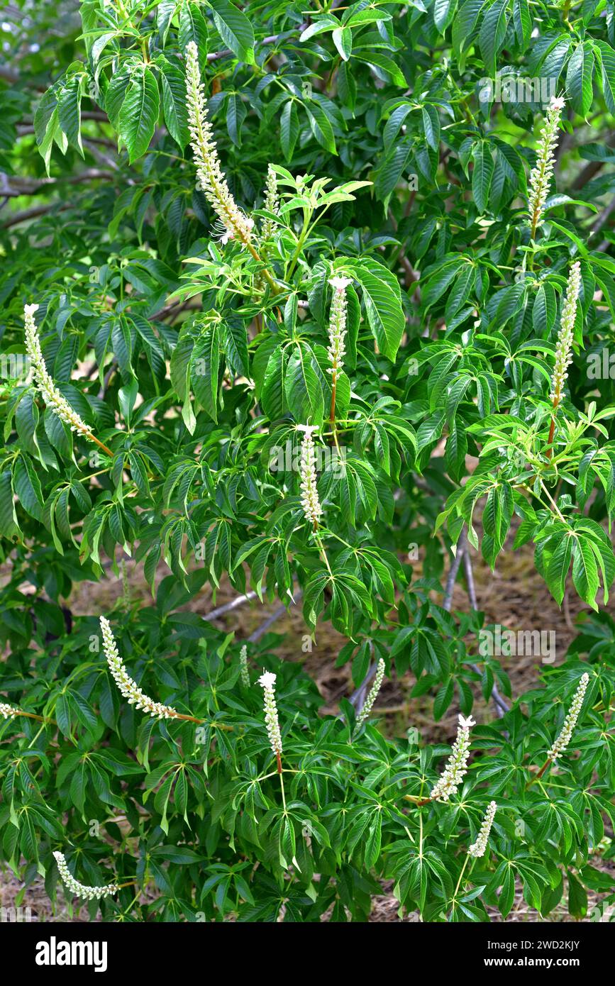 California buckeye or California horse-chesnut (Aesculus californica ...