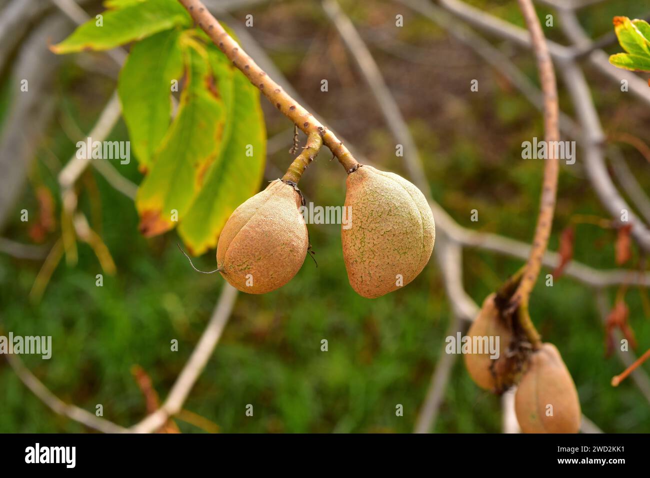 California buckeye or California horse-chesnut (Aesculus californica ...