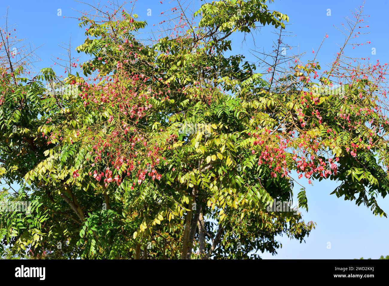 Chinese golden rain tree or chinese flame tree (Koelreuteria bipinnata ...