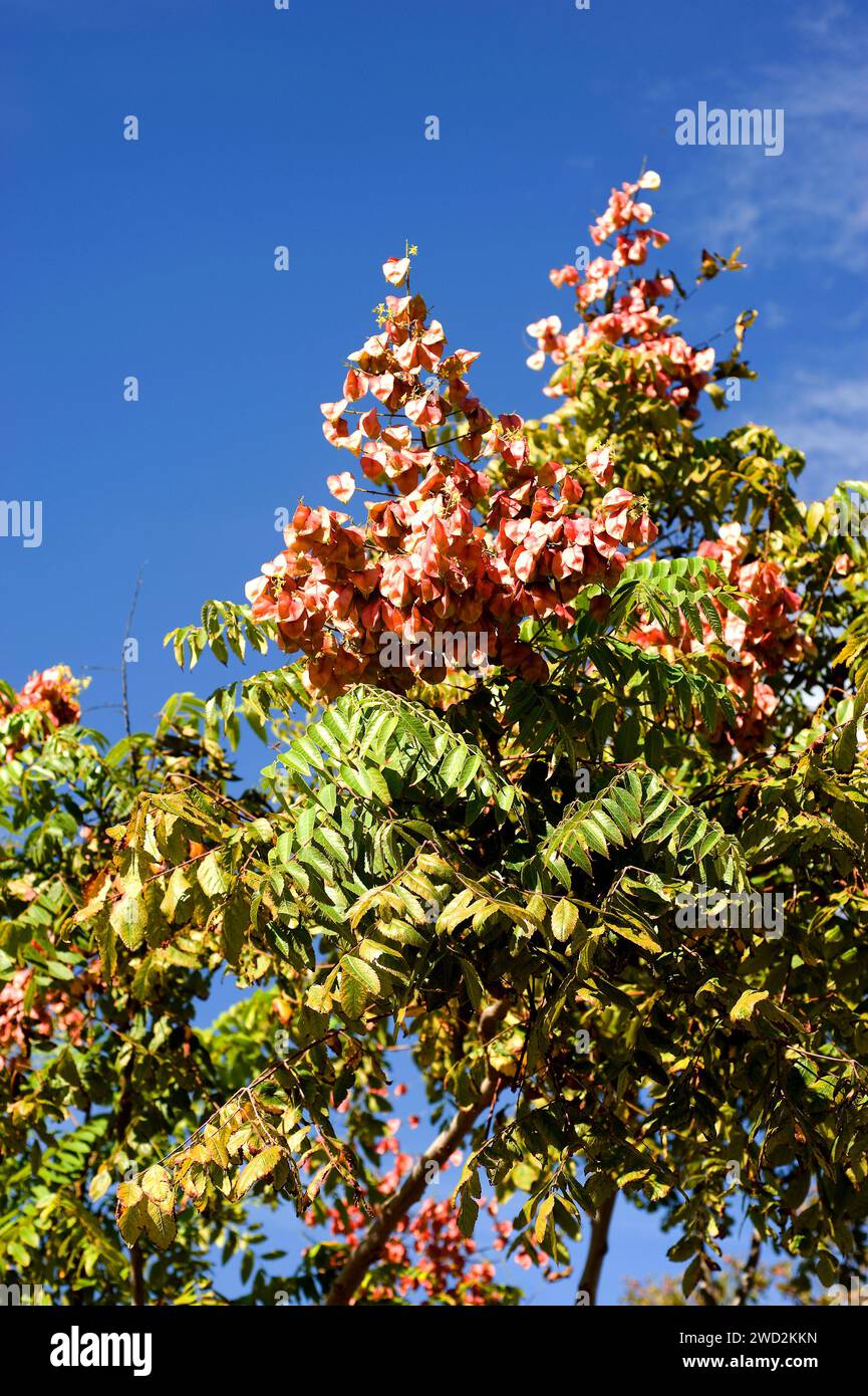 Chinese flame tree hi-res stock photography and images - Alamy