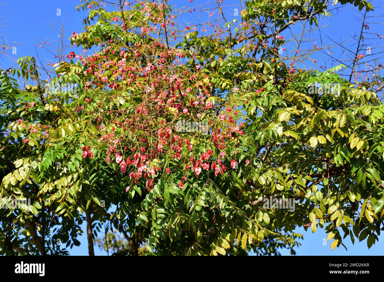 Chinese golden rain tree or chinese flame tree (Koelreuteria bipinnata ...