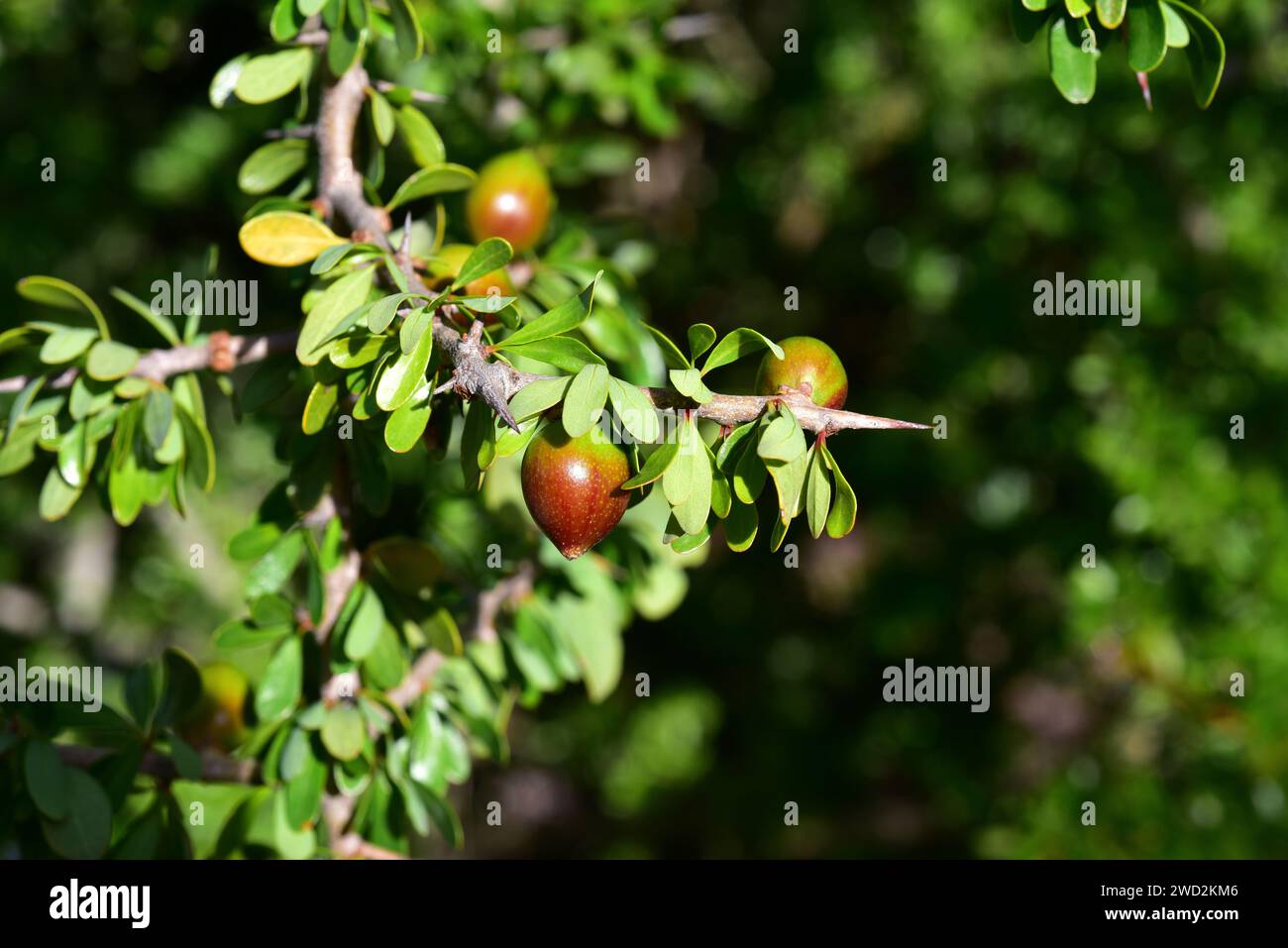 Argan (Argania spinosa or Argania sideroxylon) is a thorny tree endemic ...
