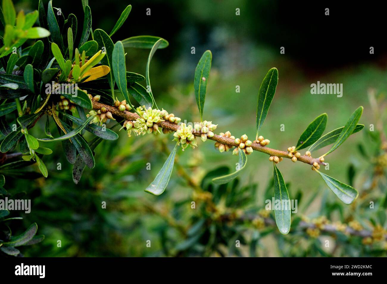 Argan (Argania spinosa or Argania sideroxylon) is a thorny tree endemic ...