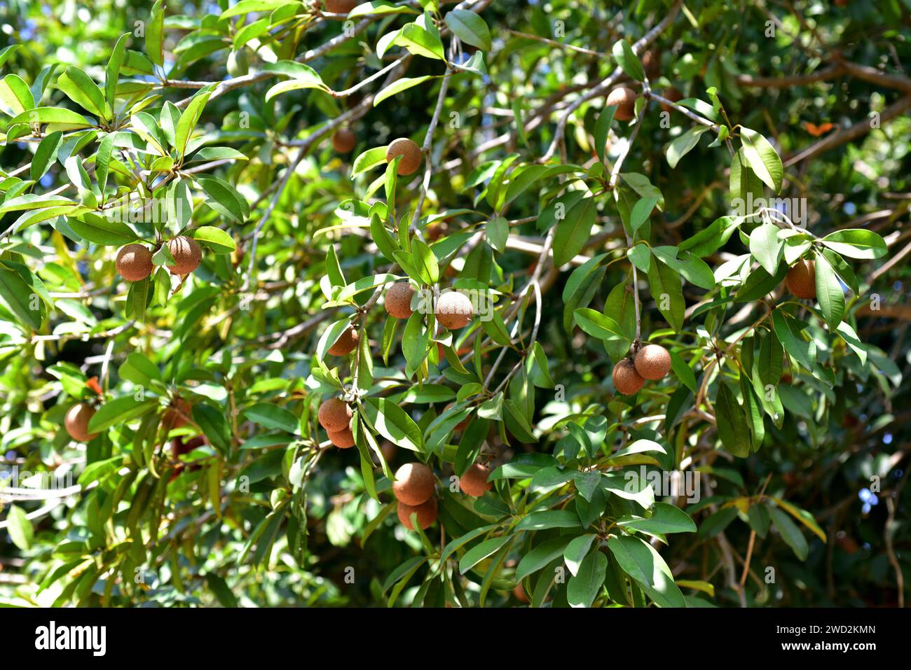 Malnikara hi-res stock photography and images - Alamy