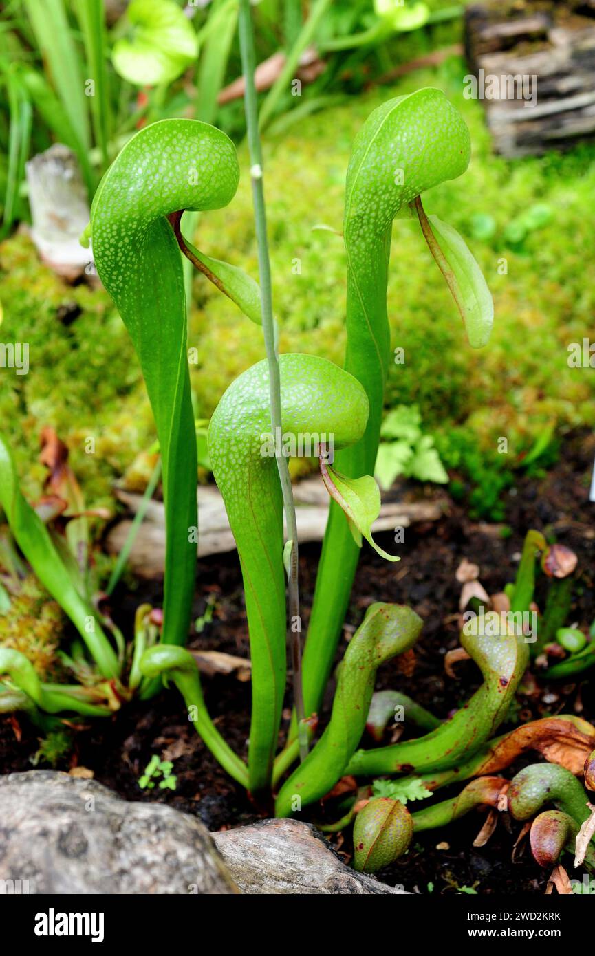 Cobra lily oe California pitcher plant (Darlingtonia californica) is a ...