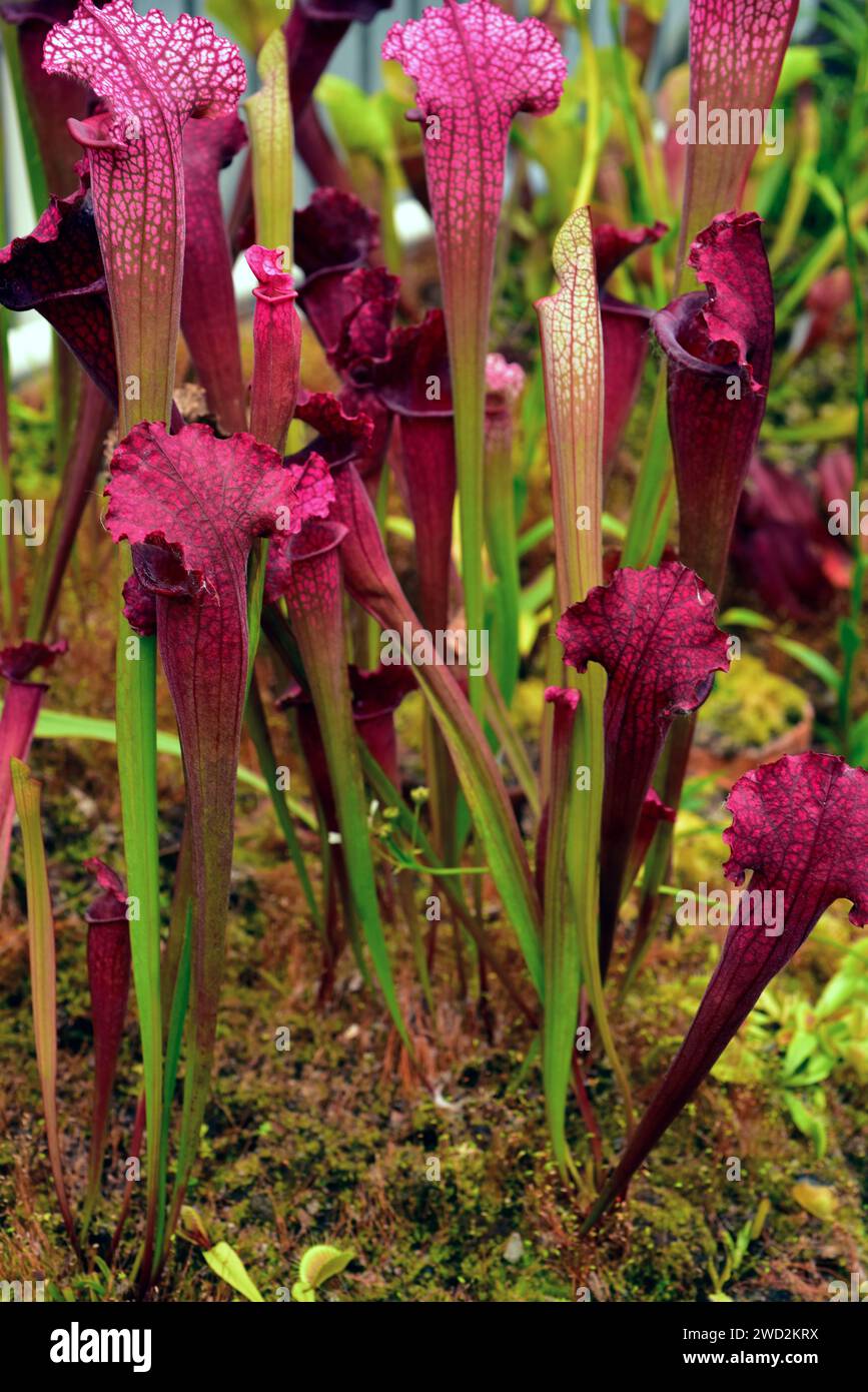 Pitcher plant (Sarracenia flava) is a carnivorous plant native to ...