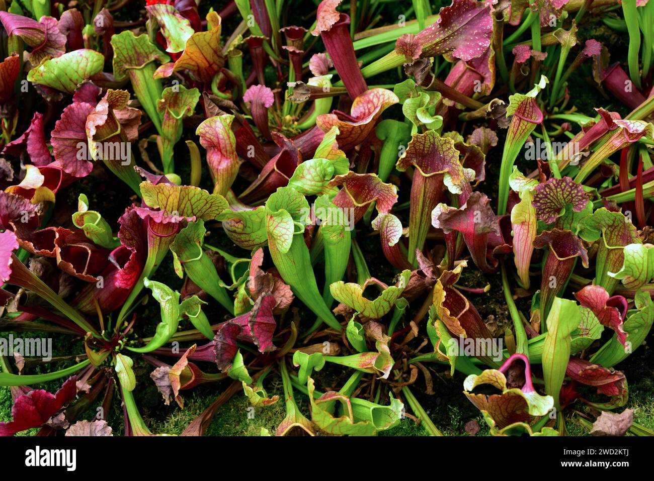 Purple pitcher plant (Sarracenia purpurea) is a carnivorous plant ...