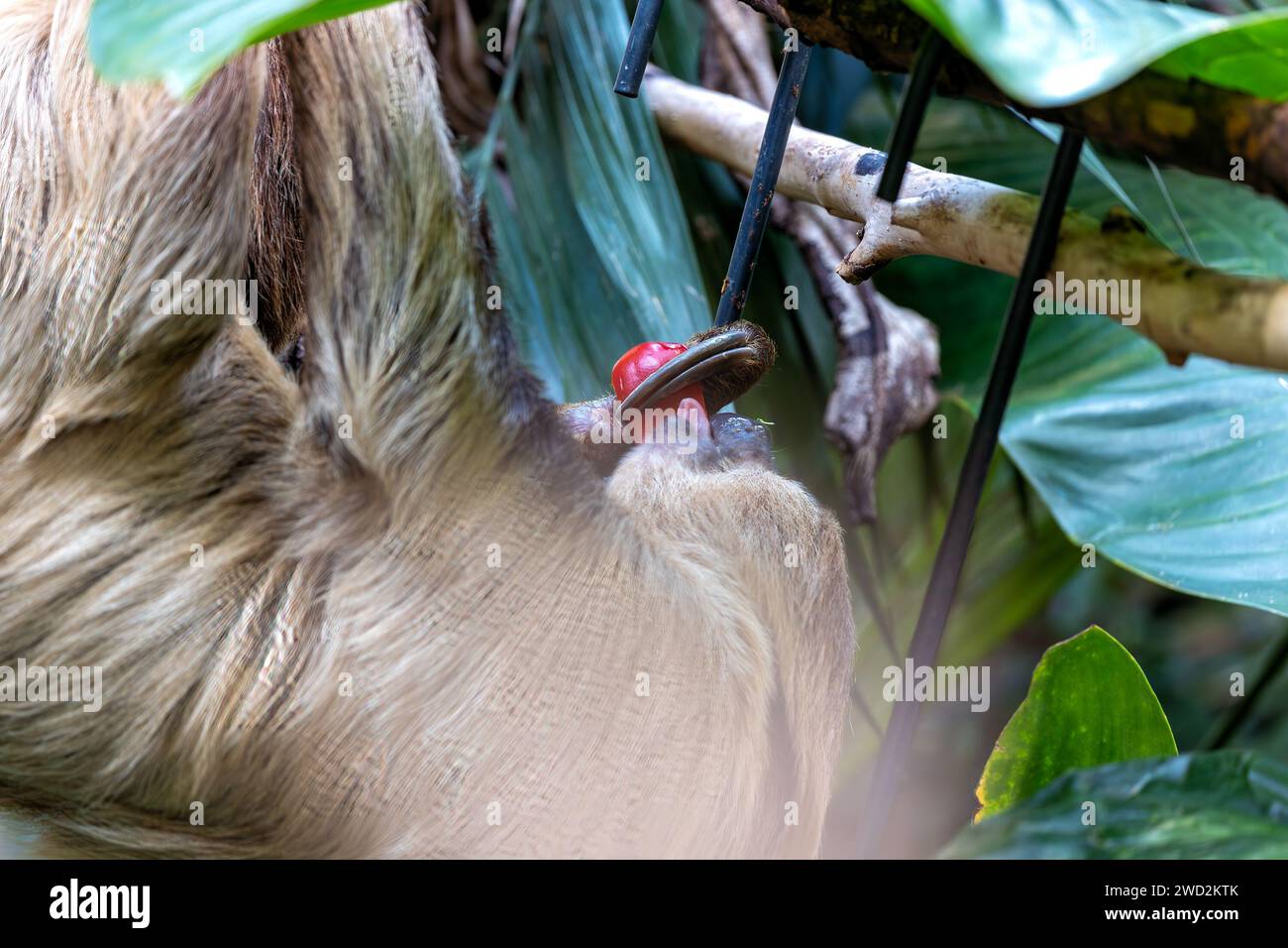 Amidst the lush canopies of Peru, the tranquil Linne's Two-Toed Sloth ...